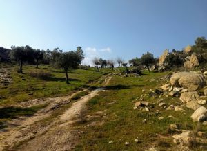 Πώληση, Αγροτεμάχιο, 11700τ.μ. Σιθωνία, Νικήτη | 10997977 | Spitogatos