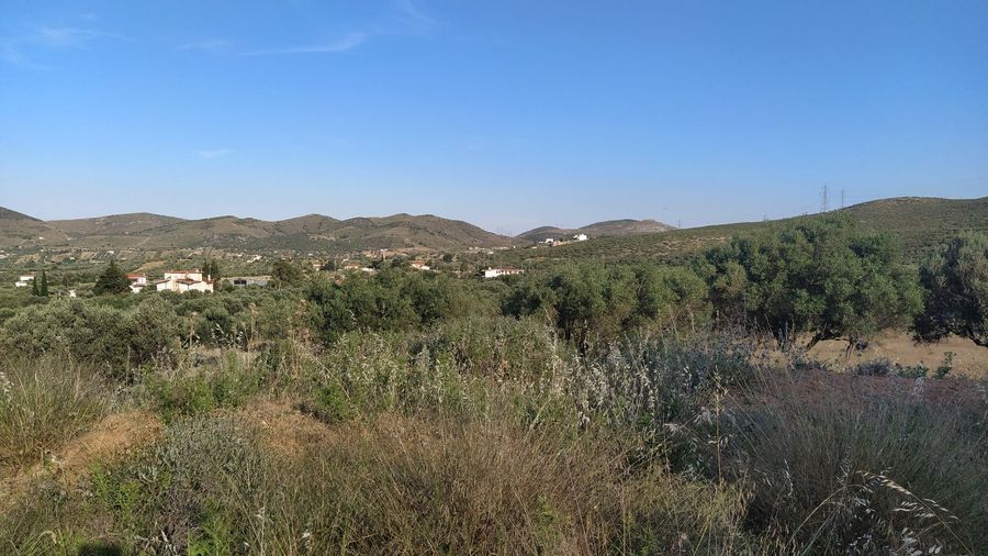ΚΕΡΑΤΕΑ, ΟΙΚΟΠΕΔΟ, 18 ΣΤΡΕΜΜΑΤΑ