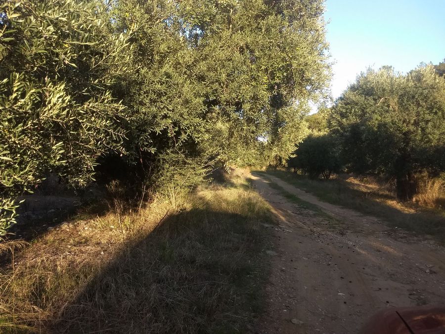 Αγροτεμάχιο προς πώληση Σαλονικιού (Σιθωνία) - ΠΡΟΣ ΠΩΛΗΣΗ: ΑΓΡΟΤΕΜΑΧΙΟ ...
