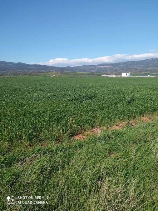 ΒΑΣΙΛΙΚΑ ΑΓΡΟΤΕΜΑΧΙΟ 8730ΤΜ ΑΡΤΙΟ Κ ΟΙΚΟΔΟΜΗΣΙΜΟ ΠΑΝΩ ΣΕ ΑΣΦΑΛΤΟ