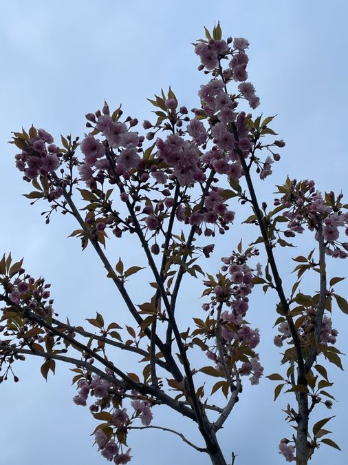 Prodaja Seosko domaćinstvo, 90m2, 55.000€ - Stepojevac | Indomio.rs