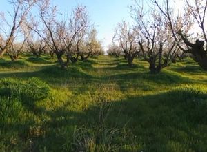Πώληση, Αγροτεμάχιο, 83000τ.μ. Απολλώνια, Νέα Απολλωνία | 13091861 ...
