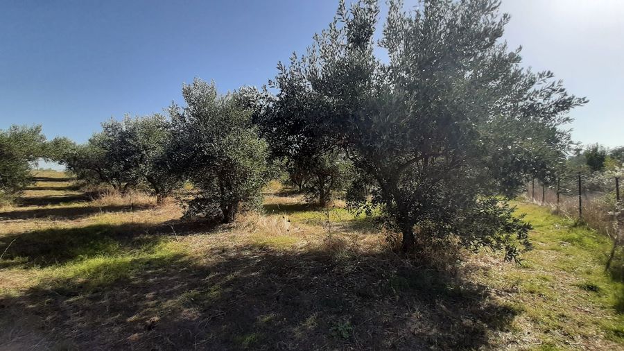 Πώληση, Αγροτεμάχιο, 2000τ.μ. Ν. Πιερίας, Λιτόχωρο | 13232729 | Spitogatos