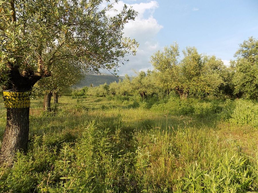 Αγροτεμάχιο προς πώληση Πλατανιάς (Παραβόλα)