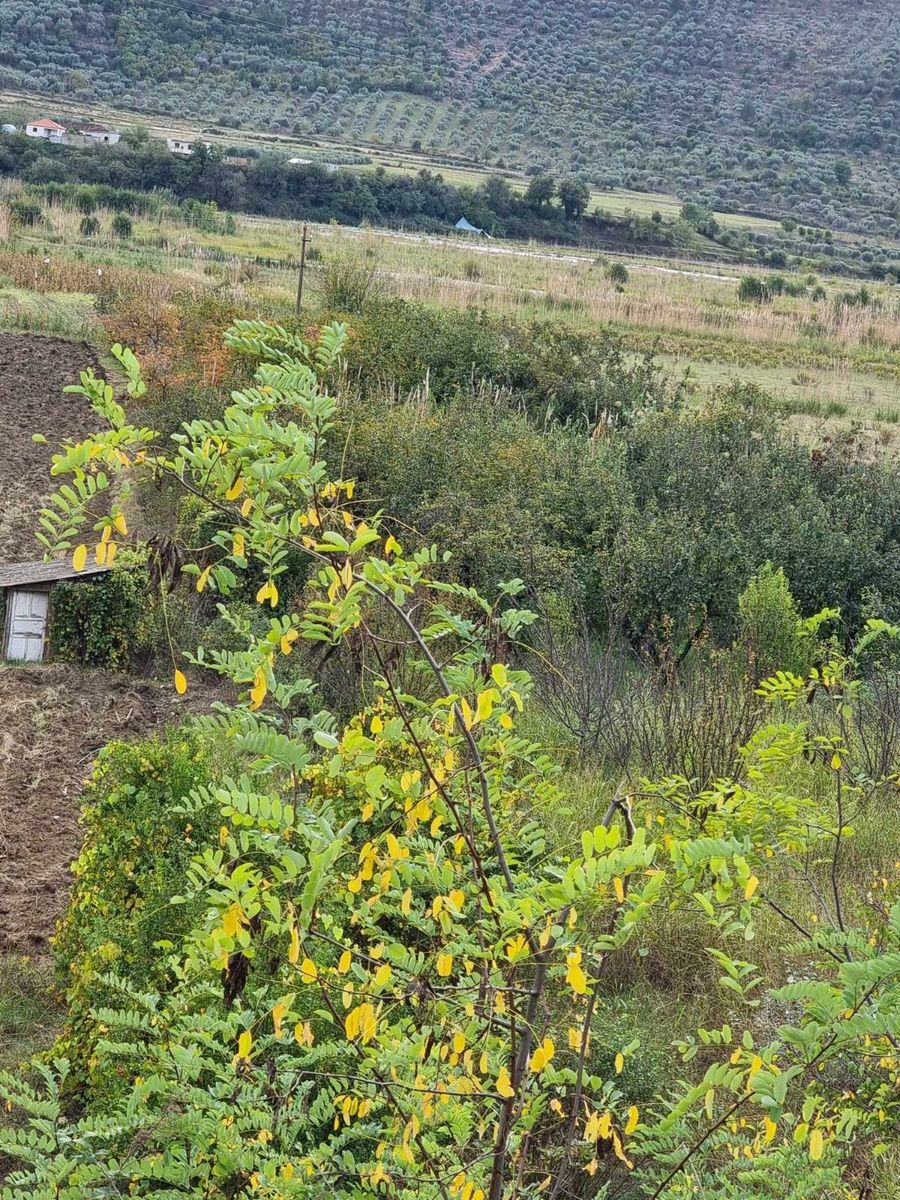 Parcel ferme në shitje Vodicë - SHITET TOKE-ARE NE AKSIN RUGOR BERAT ...