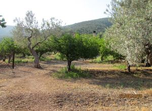 Πώληση, Αγροτεμάχιο, 16400τ.μ. Λέρνα, Σπηλιωτάκης | 15163082 | Spitogatos