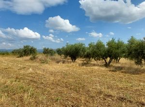 Πώληση, Αγροτεμάχιο, 10044τ.μ. Υπάτη, Λουτρά Υπάτης | 15197095 | Spitogatos