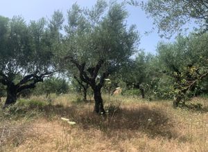 Sale, Parcel, 1300m² Ithomi, Aristodimio | 16078773 | Spitogatos