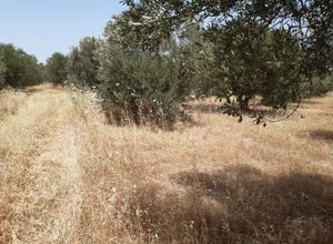 Πώληση, Αγροτεμάχιο, 7000τ.μ. Σιθωνία, Νικήτη | 16207338 | Spitogatos