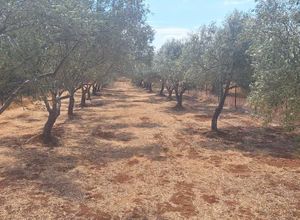 Πώληση, Αγροτεμάχιο, 1000τ.μ. Αυλίδα, Παραλία Αυλίδας | 16276136 ...