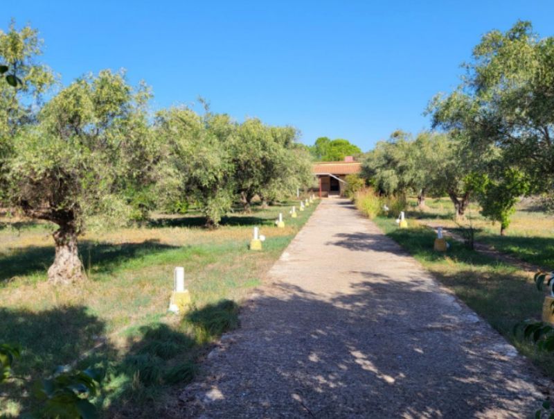 Sale, Detached house, 34m² Achaia, Olenia | 18655419 | Spitogatos