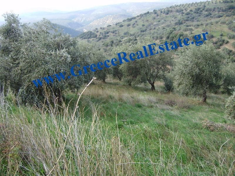 ΑΓΡΟΤΕΜΑΧΙΟ - ΕΛΑΙΩΝΑΣ ΟΙΚΟΔΟΜΗΣΙΜΟ
