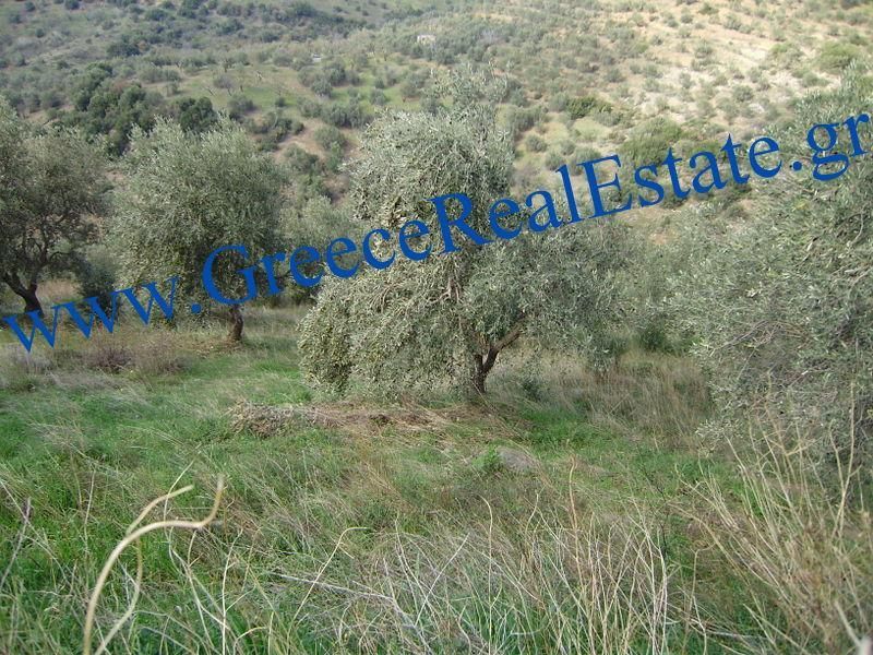 ΑΓΡΟΤΕΜΑΧΙΟ - ΕΛΑΙΩΝΑΣ ΟΙΚΟΔΟΜΗΣΙΜΟ