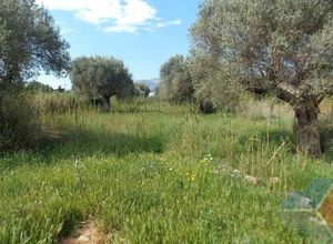 Πώληση, Αγροτεμάχιο, 5500τ.μ. Αθήνα - Ανατολικά Προάστια, Μαραθώνας ...
